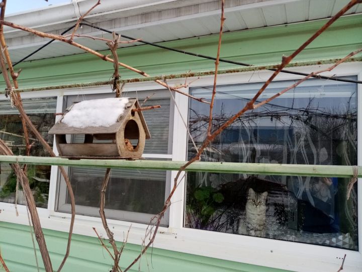 Астраханка решила подкормить птиц на своем участке. Вот что из этого вышло